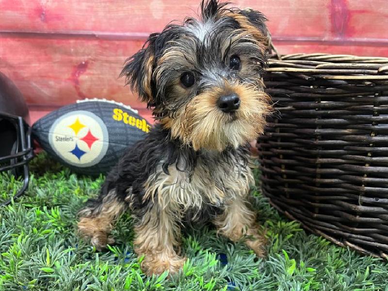 Yorkshire Terrier Puppies