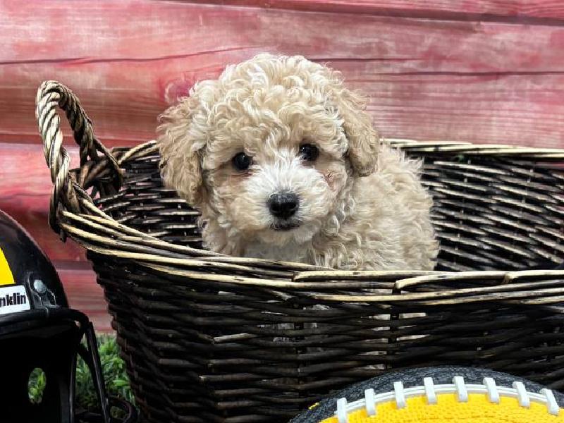 Maltipoo Puppy Blue Merle ID:5953 Located at Petland Robinson ...