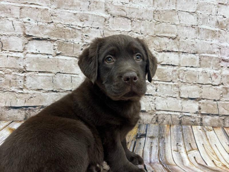 Labrador Retriever Puppy Charcoal ID:11371 Located at Petland Robinson ...