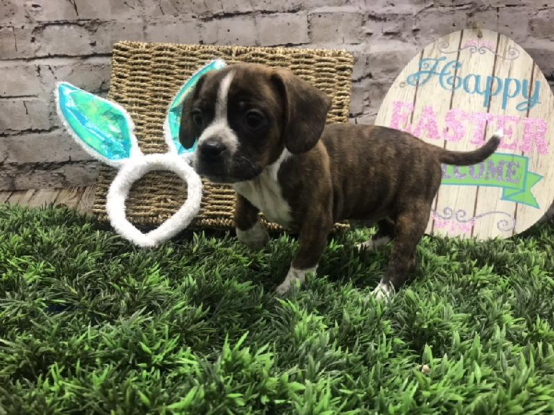 Boggle Puppy Brindle ID:5083 Located at Petland Robinson, Pittsburgh, PA