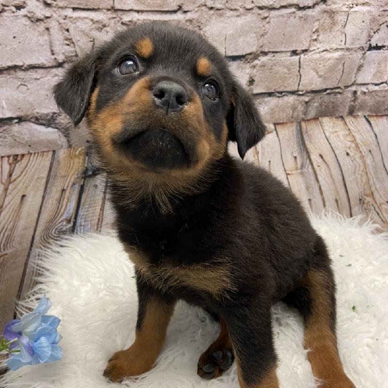 Rottweiler Puppy Black / Rust ID:5279 Located at Petland Robinson ...