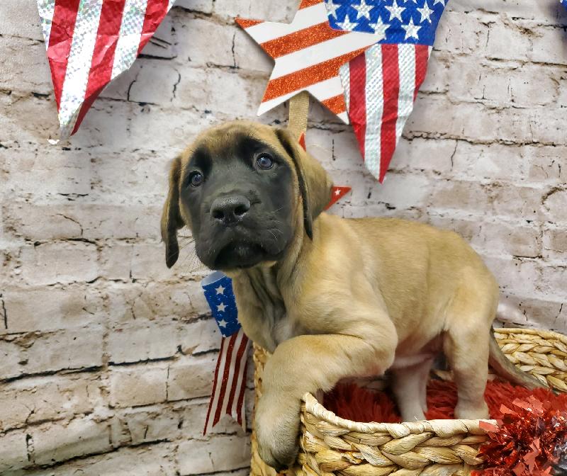 English Mastiff Puppy Fawn ID:5572 Located at Petland Robinson ...