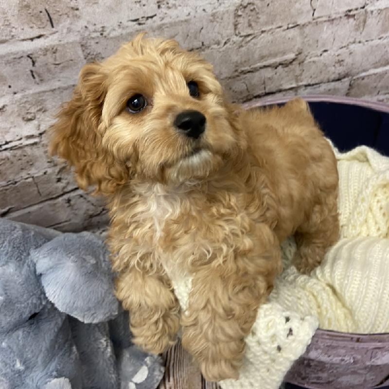 Cockapoo Puppy Buff / White ID:5887 Located at Petland Robinson ...