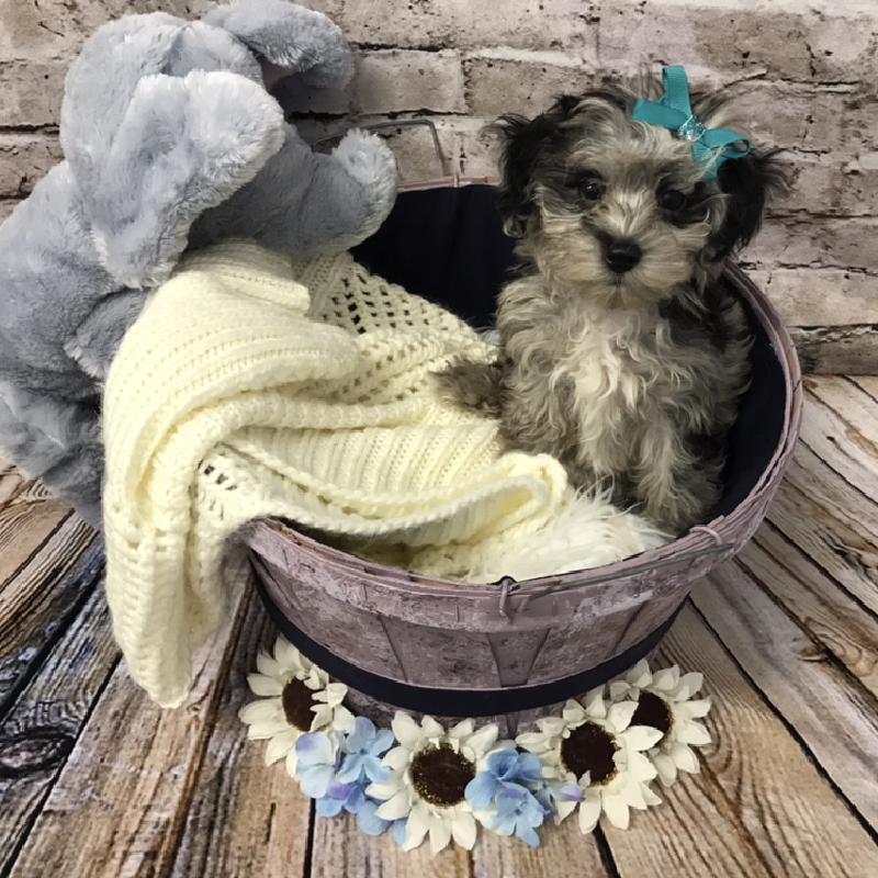 Maltipoo Puppy Blue Merle ID:5953 Located at Petland Robinson ...