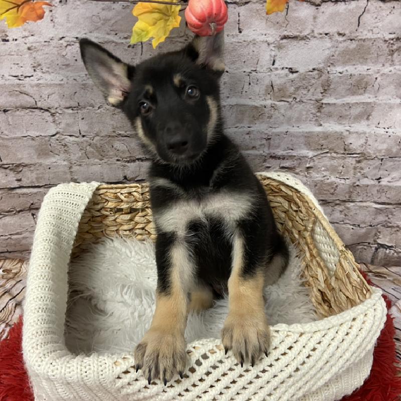 German Shepherd Puppy Black / Tan ID:6027 Located at Petland Robinson ...
