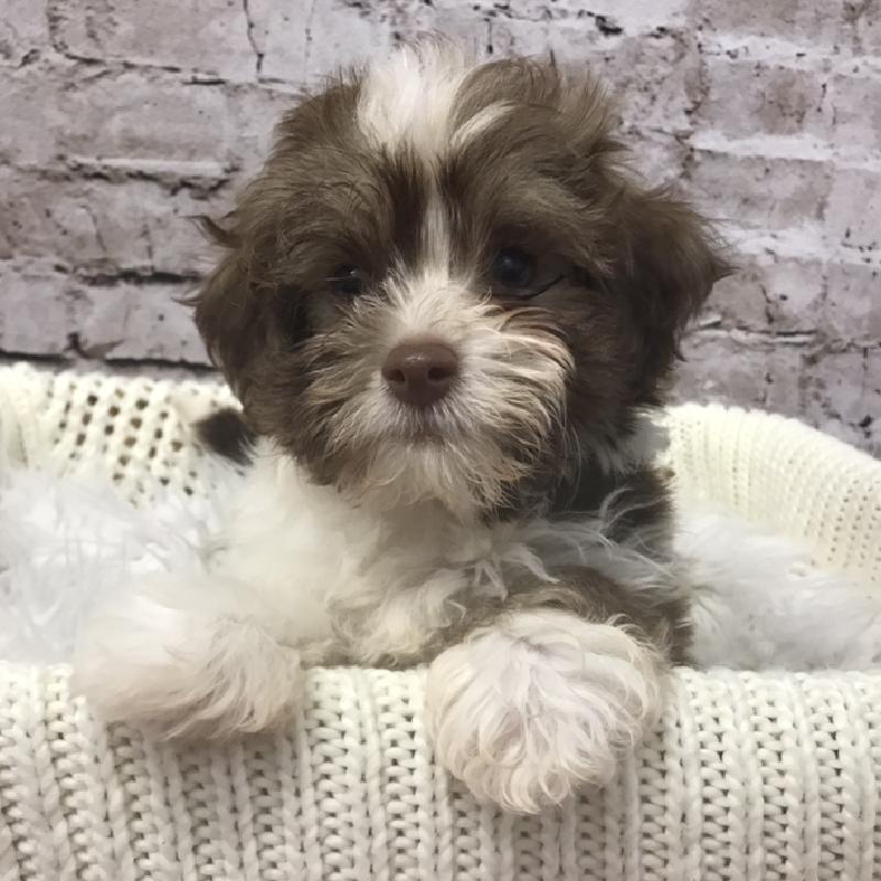 Havanese Puppy Gold ID:6093 Located at Petland Robinson, Pittsburgh, PA