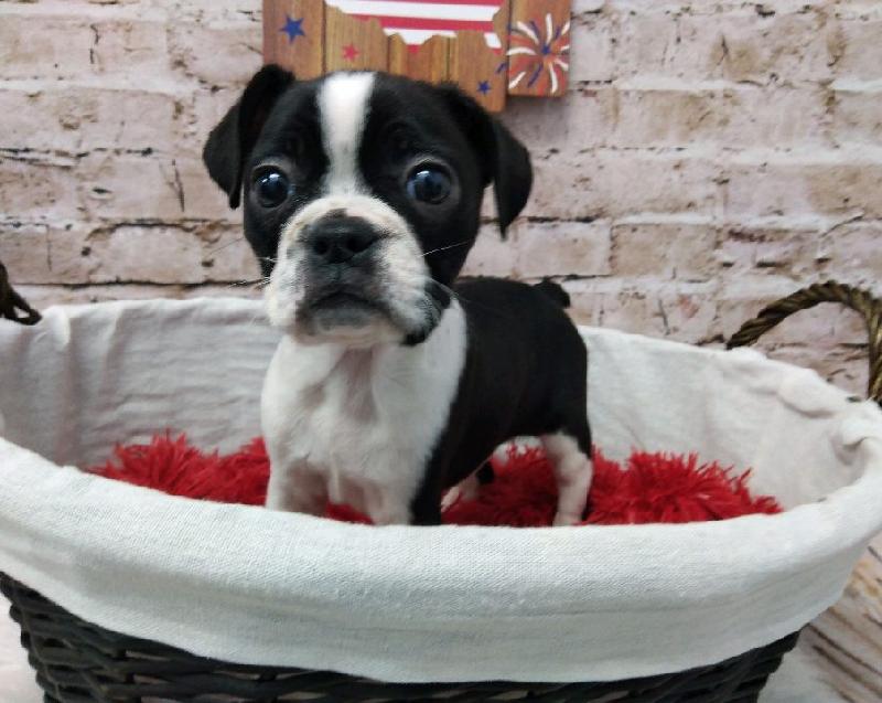 Boggle Puppy Black and White ID:7261 Located at Petland Robinson ...
