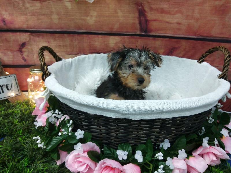 Silky Terrier Puppy Silver Black and Tan ID:7477 Located at Petland ...