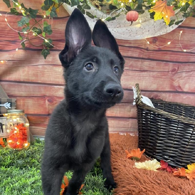 German Shepherd Puppy Black ID:7839 Located at Petland Robinson ...