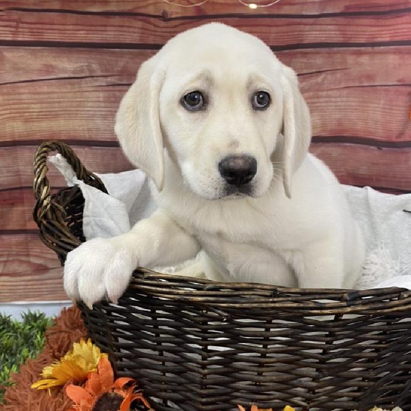 Labrador Retriever Puppy Yellow ID:7832 Located at Petland Robinson ...