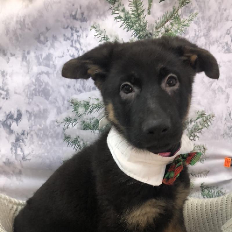 German Shepherd Puppy Black and Tan ID:7998 Located at Petland Robinson ...