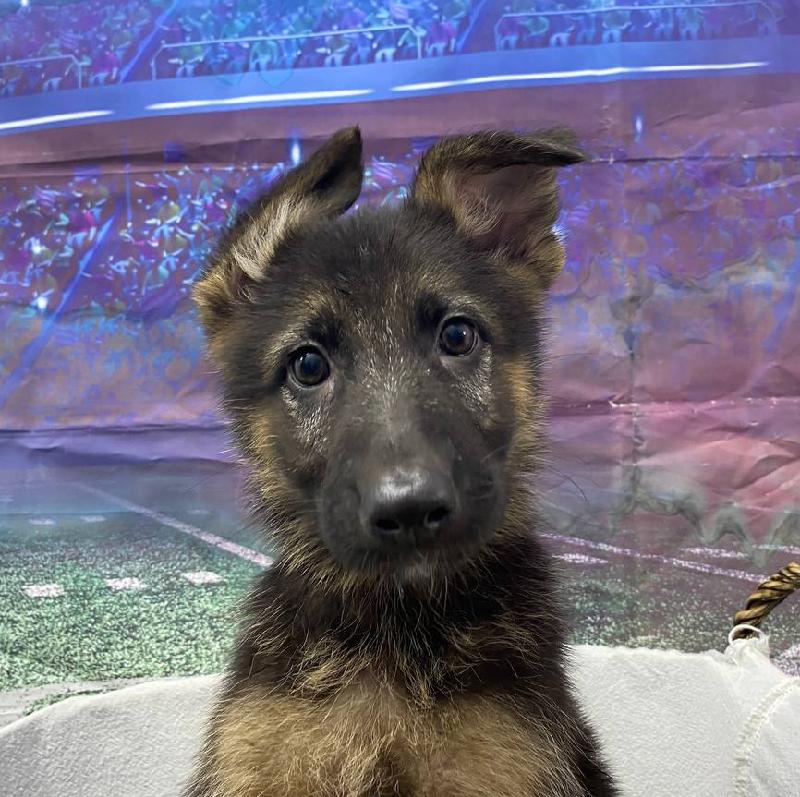 German Shepherd Puppy Black and Tan ID:11605 Located at Petland ...