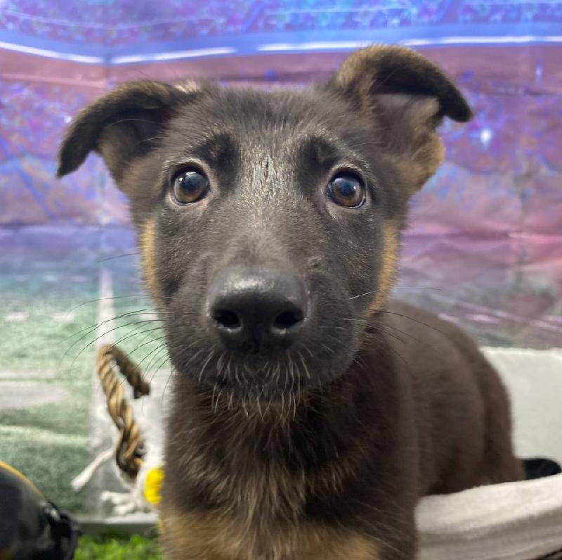 German Shepherd Puppy Black and Tan ID:11605 Located at Petland ...