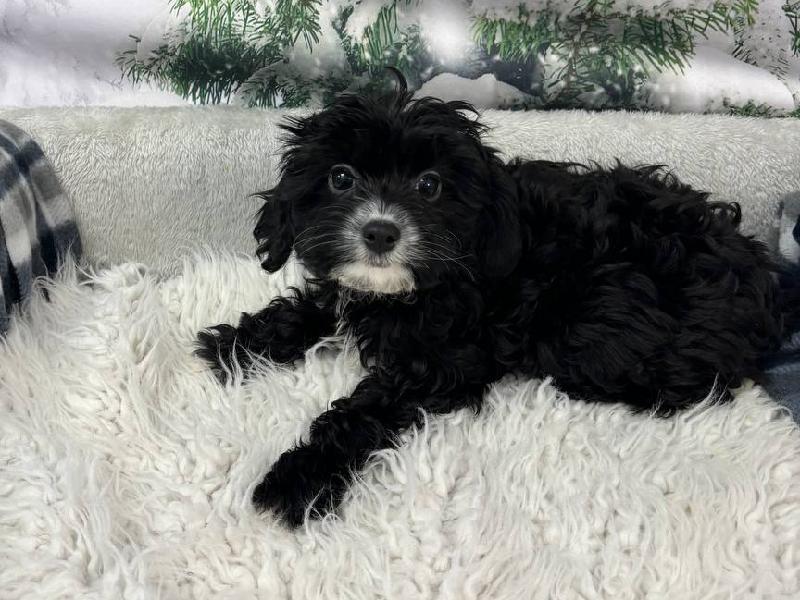 Cavapoo Puppy Black and Tan ID:11886 Located at Petland Robinson ...