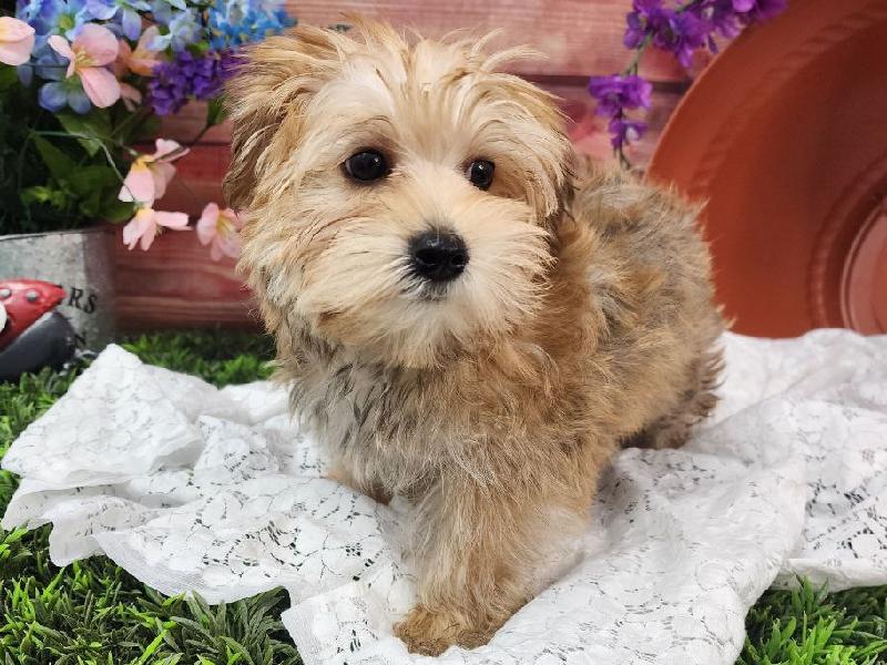 Puppy Photo Gallery - Petland Robinson, PA