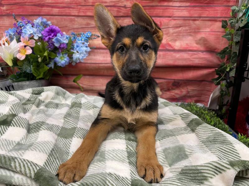 German Shepherd Puppy Black / Tan ID:11486 Located at Petland Robinson ...