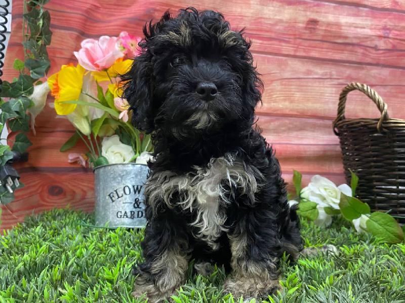 Cavapoo Puppy Black and Tan ID:11886 Located at Petland Robinson ...